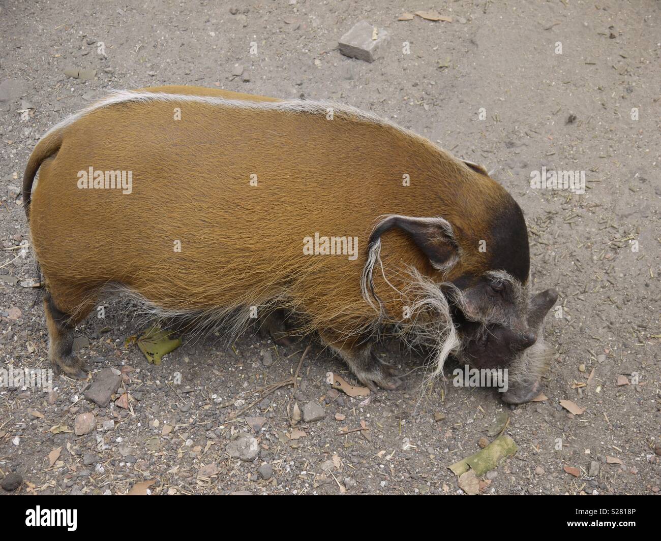 Brown warthog hi-res stock photography and images - Alamy
