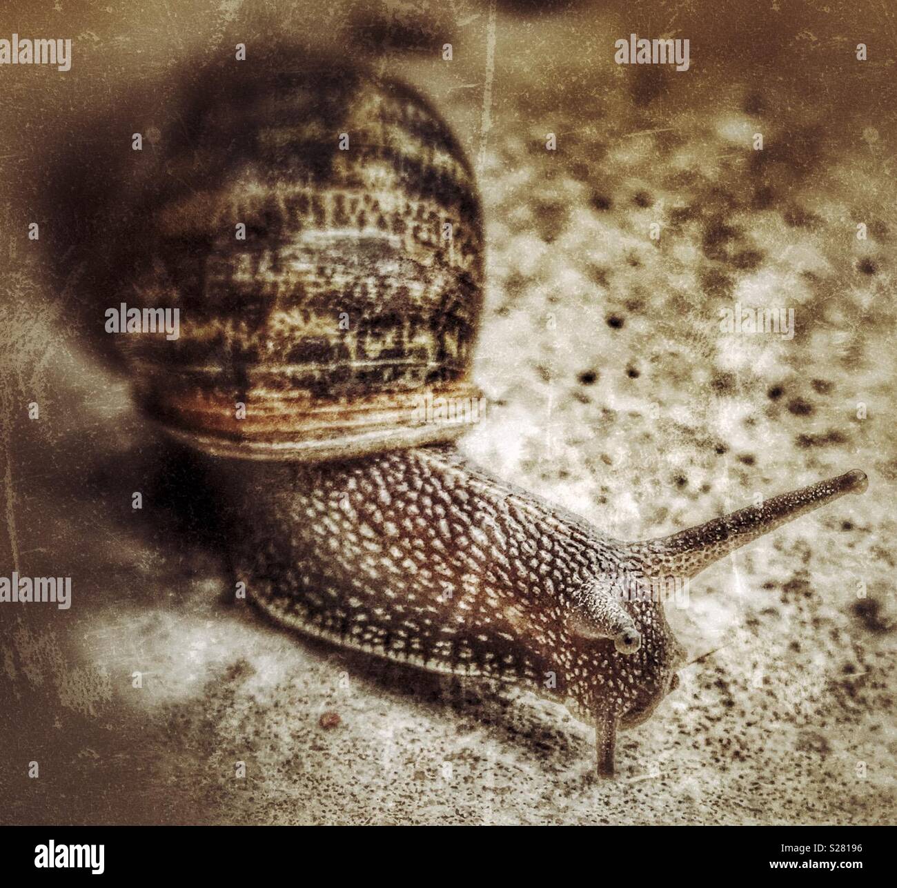 Snail racing hi-res stock photography and images - Alamy