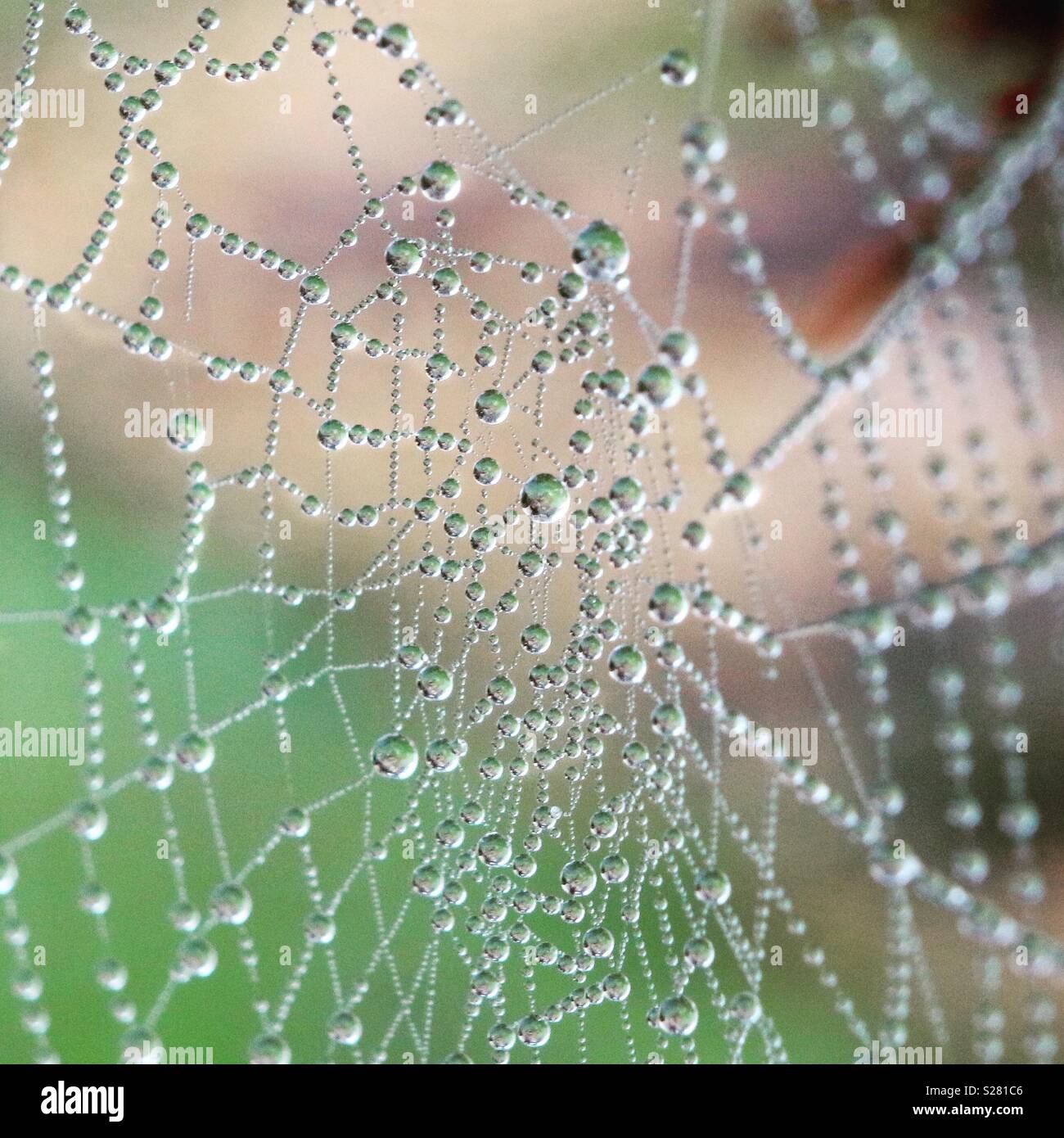 Macro spiders web hi-res stock photography and images - Alamy