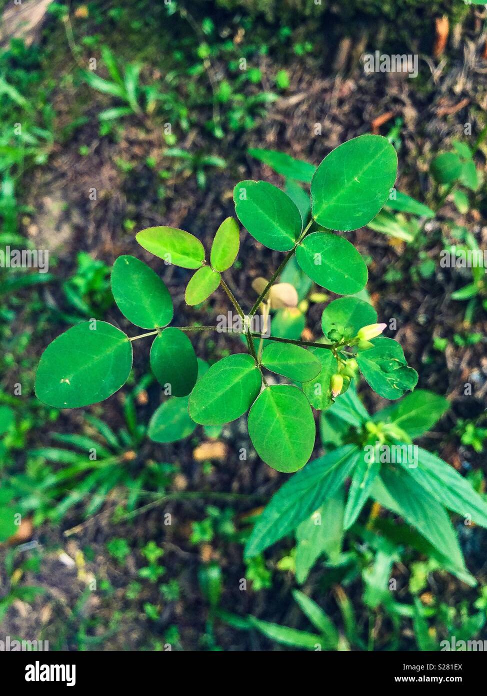 Little plants hi-res stock photography and images - Alamy