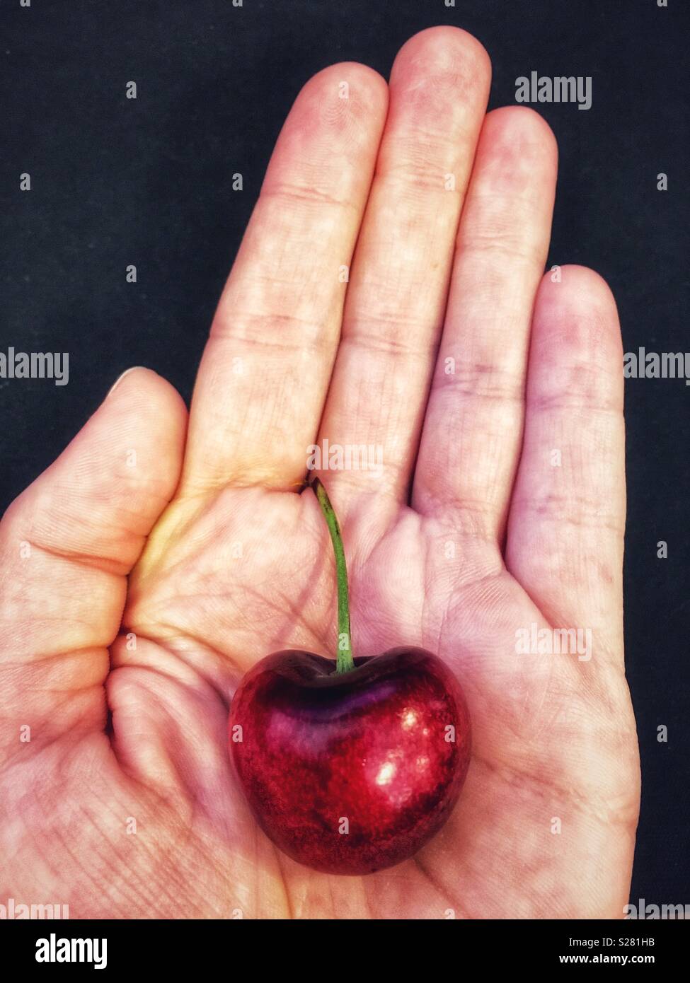 Hand holding red cherry in palm Stock Photo - Alamy