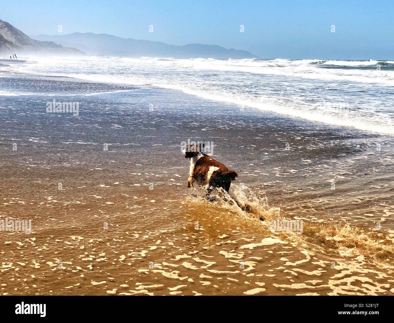 English Springer Spaniel running with the wind, a trail of lively ...