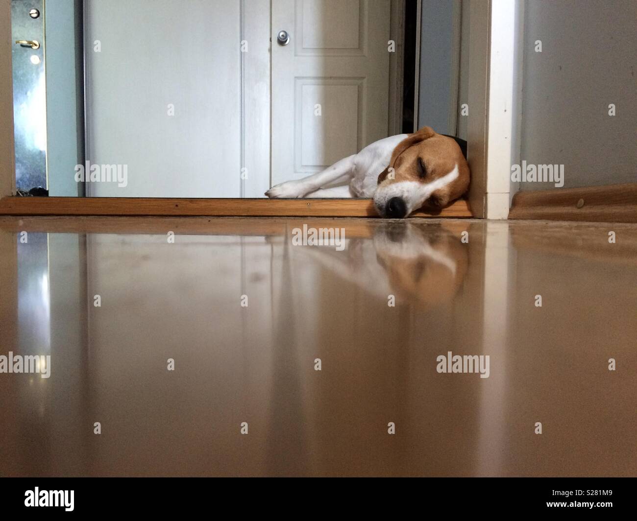 Sleeping beagle dog hi-res stock photography and images - Alamy