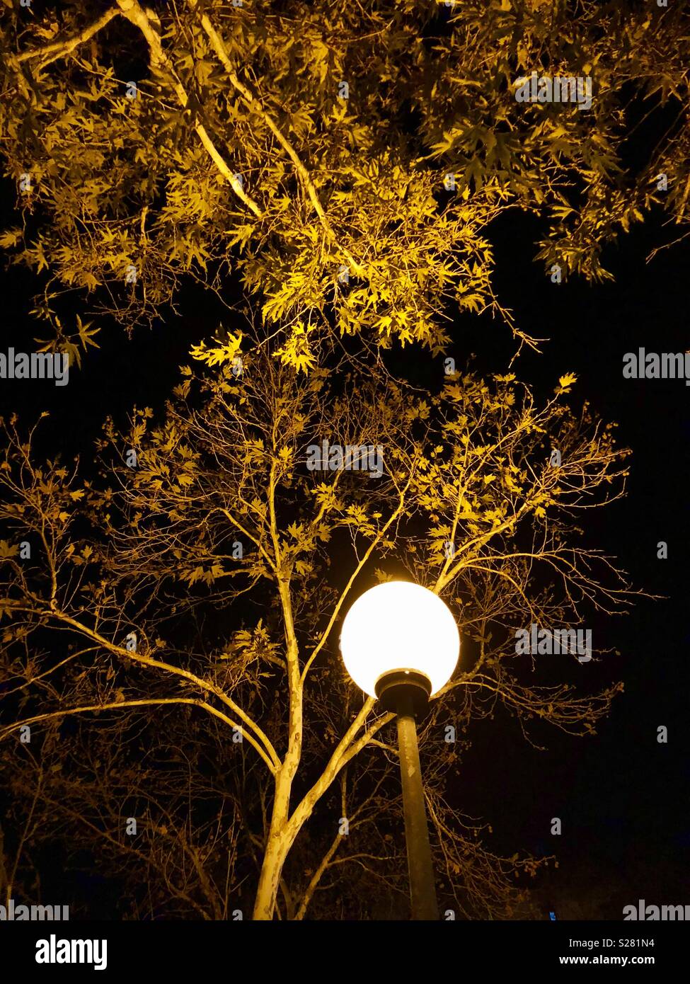 Trees street lamp hi-res stock photography and images - Alamy