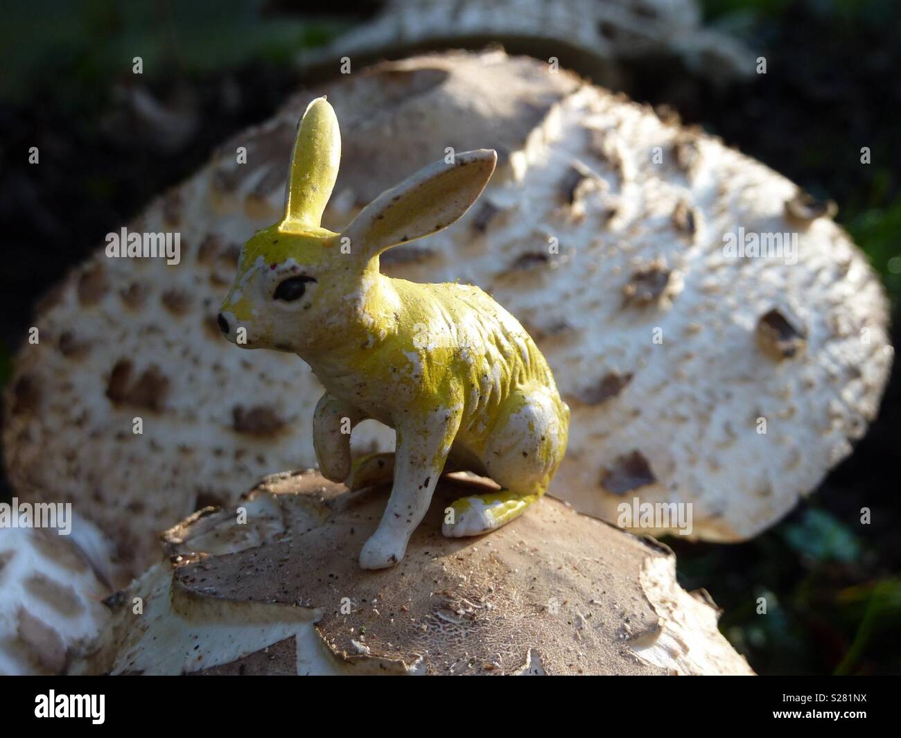 Rabbit on a toad stall Stock Photo - Alamy