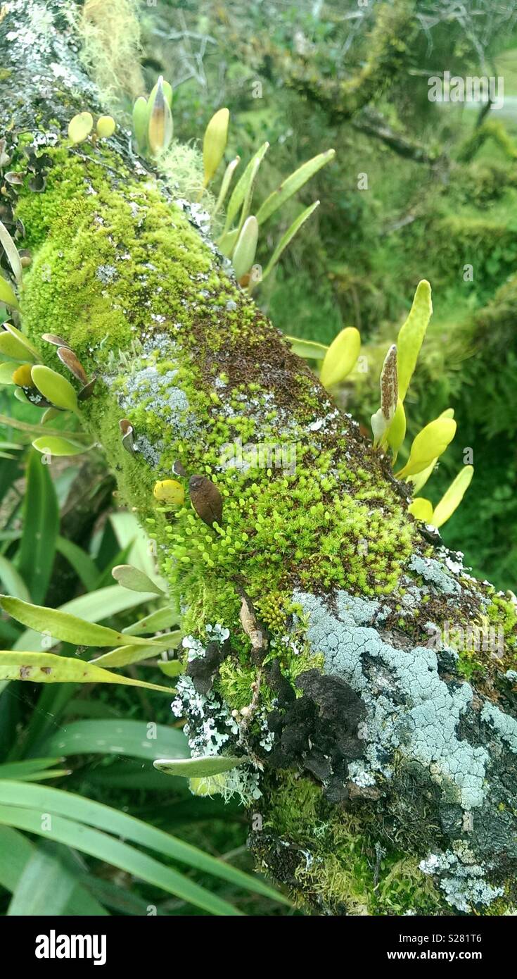 Microcosm of nature hi-res stock photography and images - Alamy