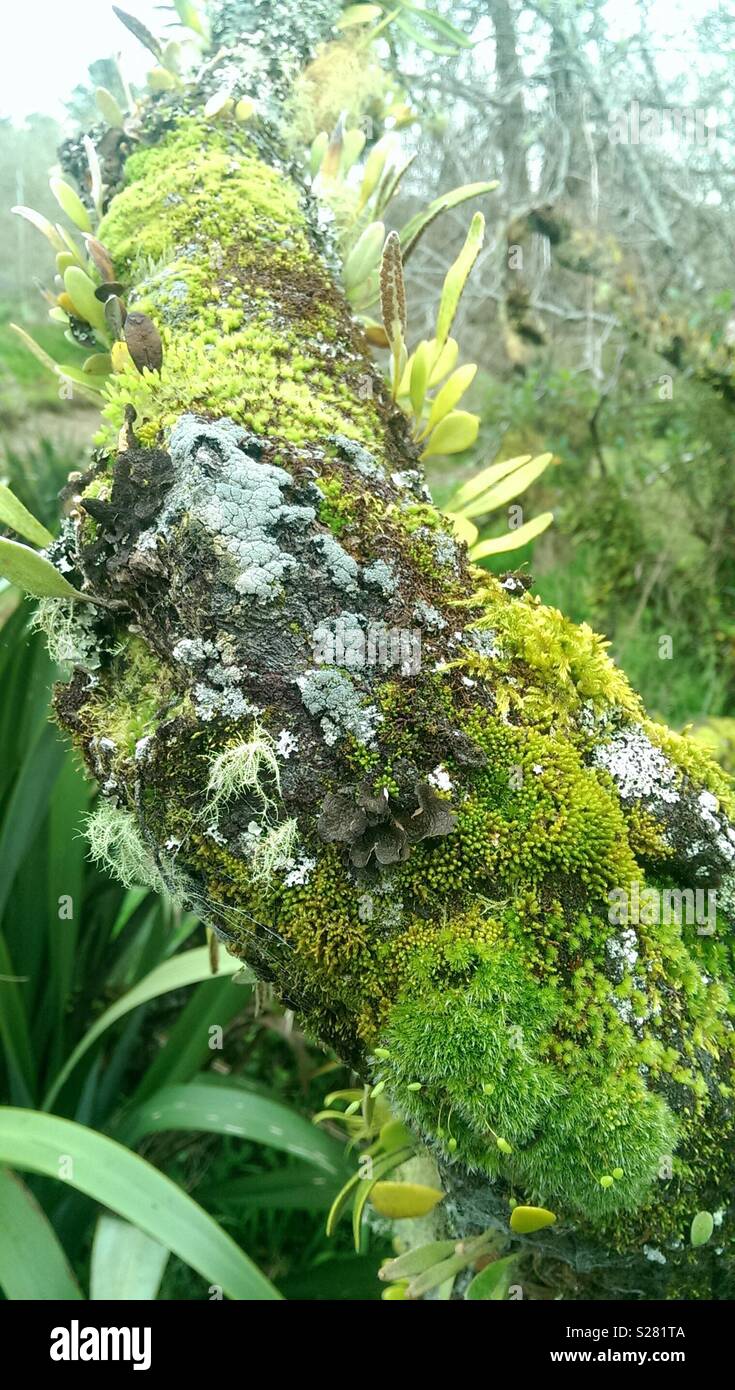 Microcosm With Moss High Resolution Stock Photography and Images - Alamy