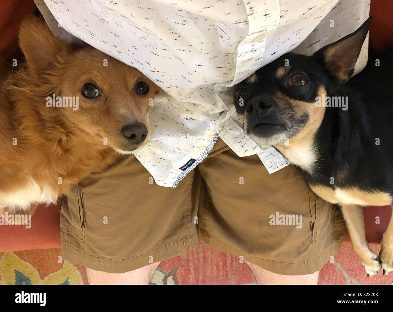 Lap dogs hi-res stock photography and images - Alamy