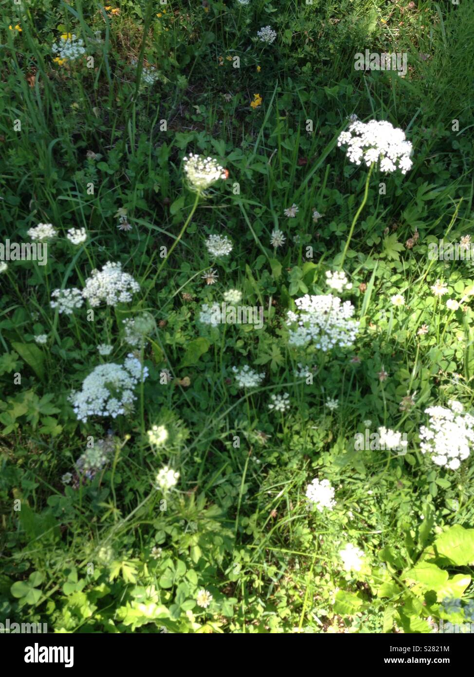 Wild carrots in bloom hi-res stock photography and images - Alamy