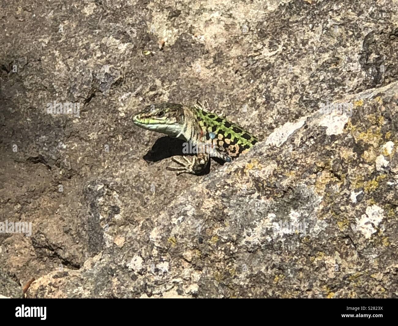 Lizard peeking from rock Stock Photo - Alamy