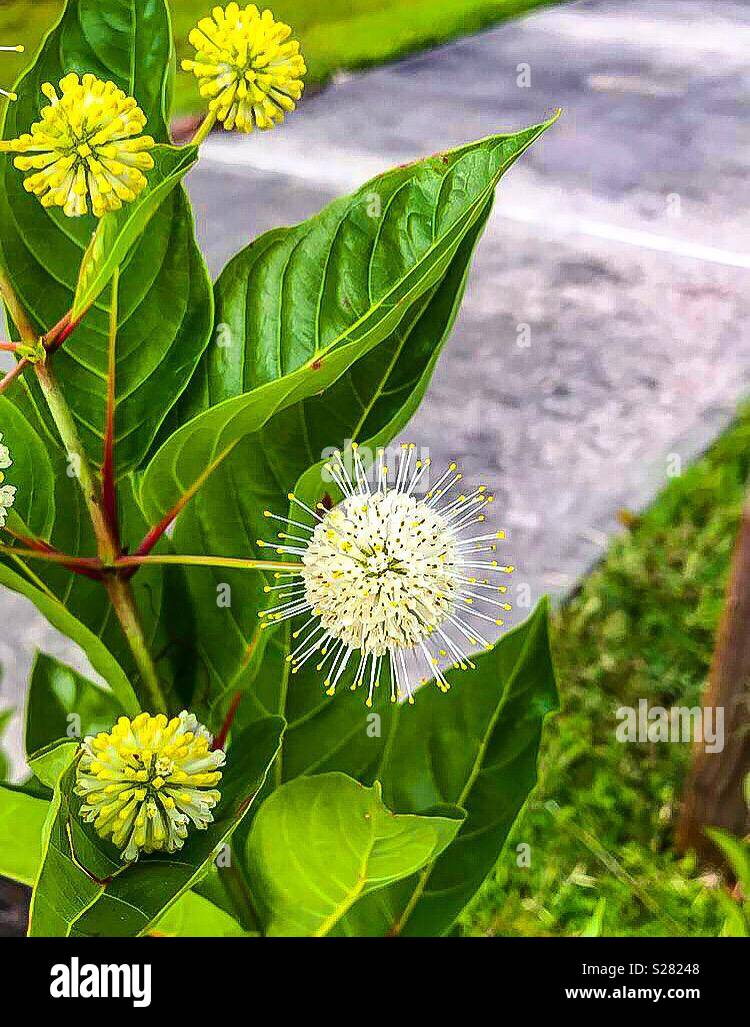 Buttonbush plant hi-res stock photography and images - Alamy