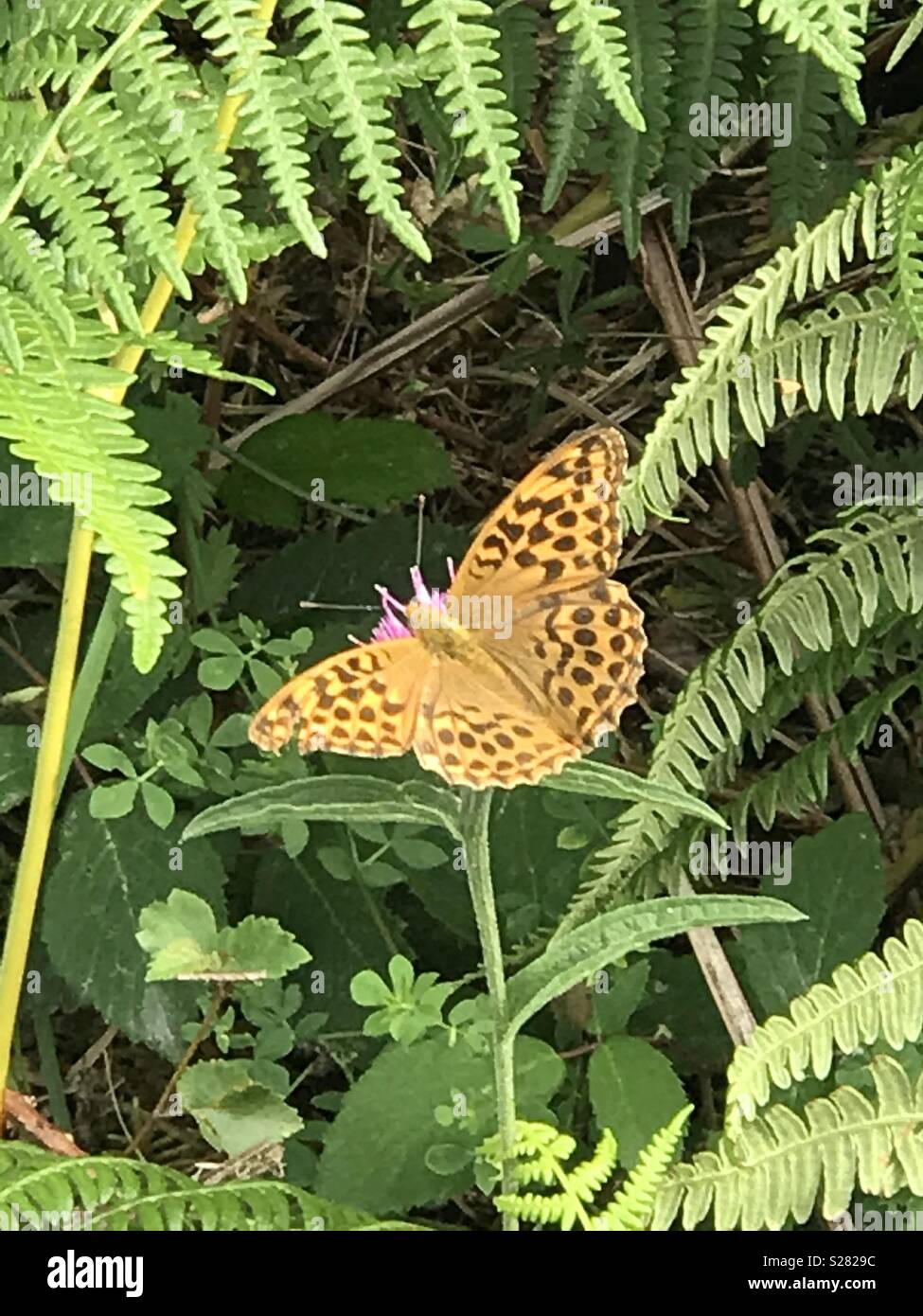 Ireland butterfly hi-res stock photography and images - Alamy