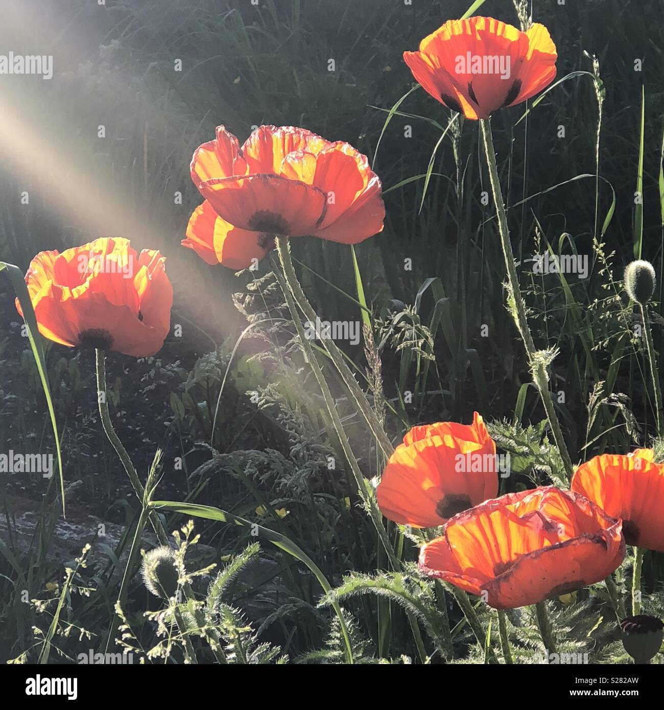 Poppies in sun hi-res stock photography and images - Alamy