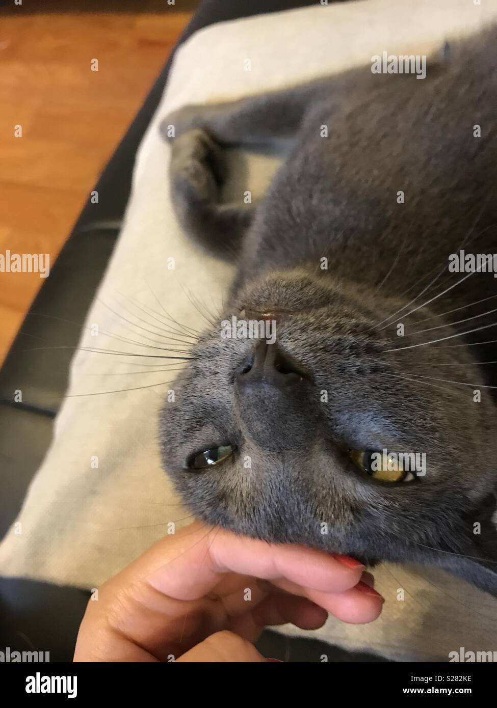 Petting cat head hi-res stock photography and images - Alamy