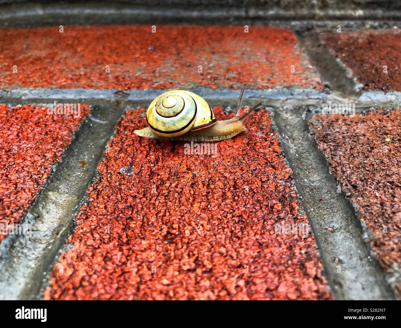 Snail crawling along Stock Photo - Alamy