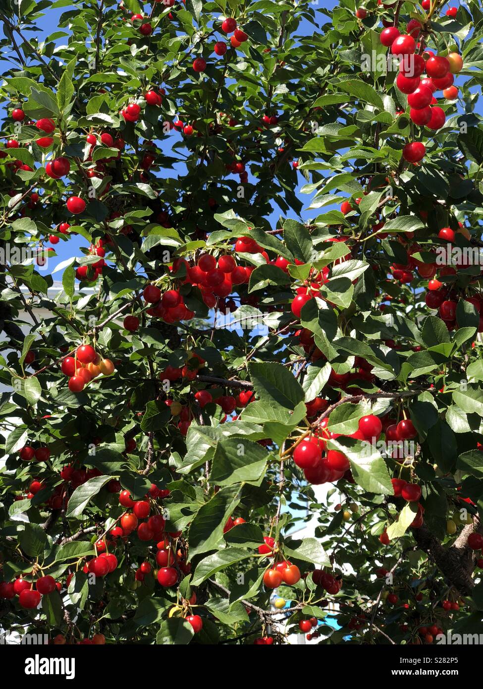 Red cherry tree and fruit Stock Photo - Alamy