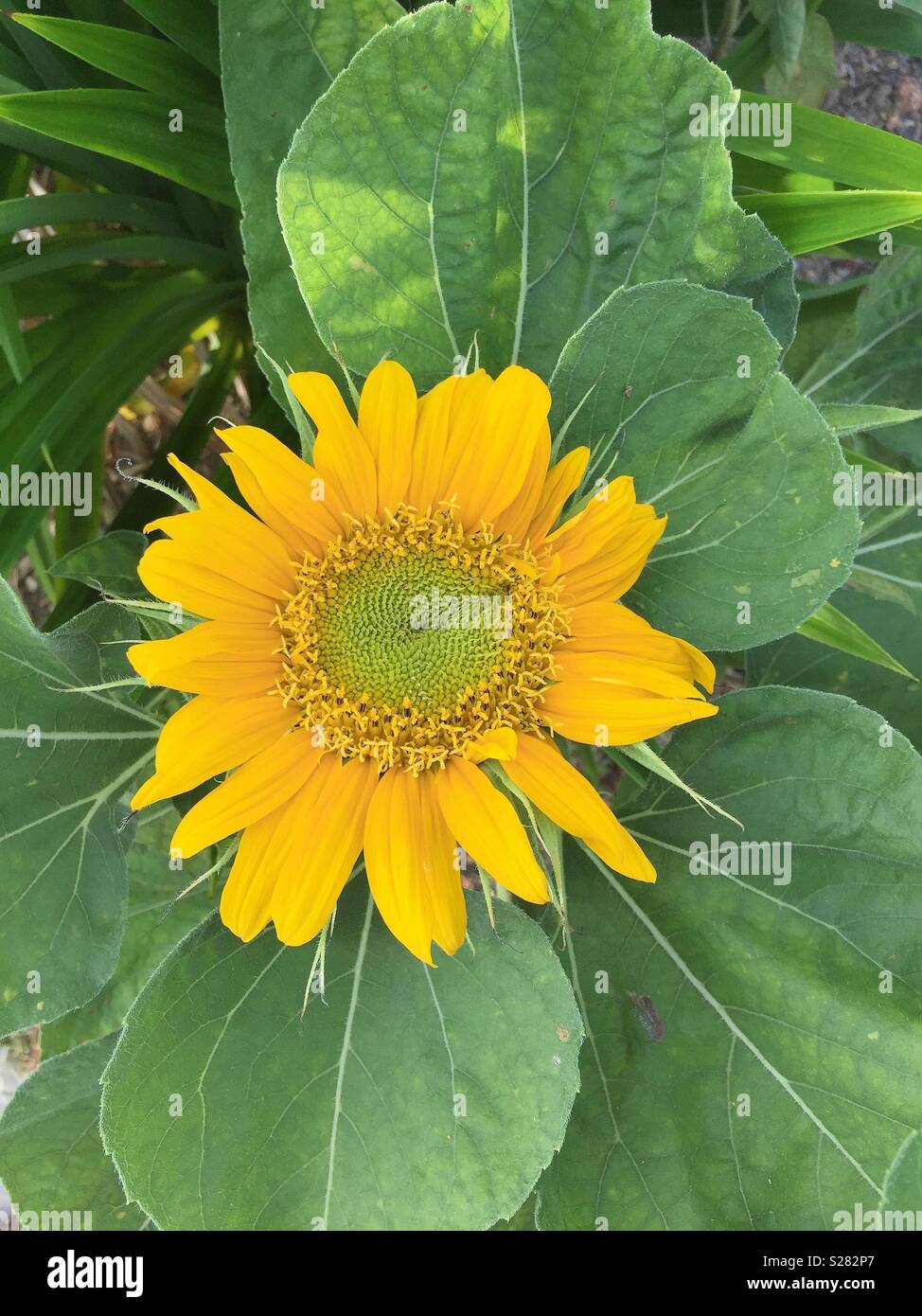 Sunflower in full bloom Stock Photo - Alamy