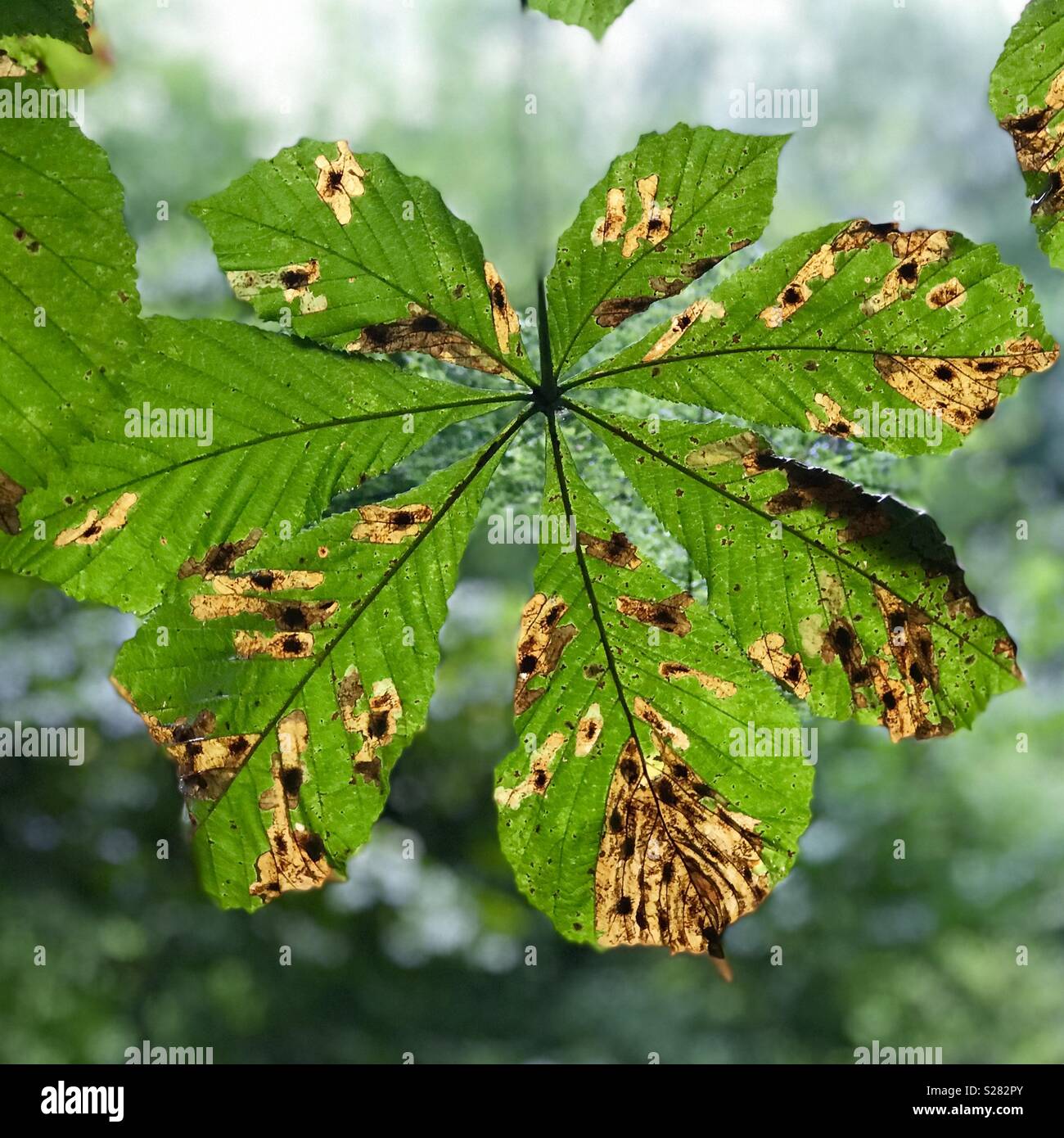 Beautiful but damaged hi-res stock photography and images - Alamy