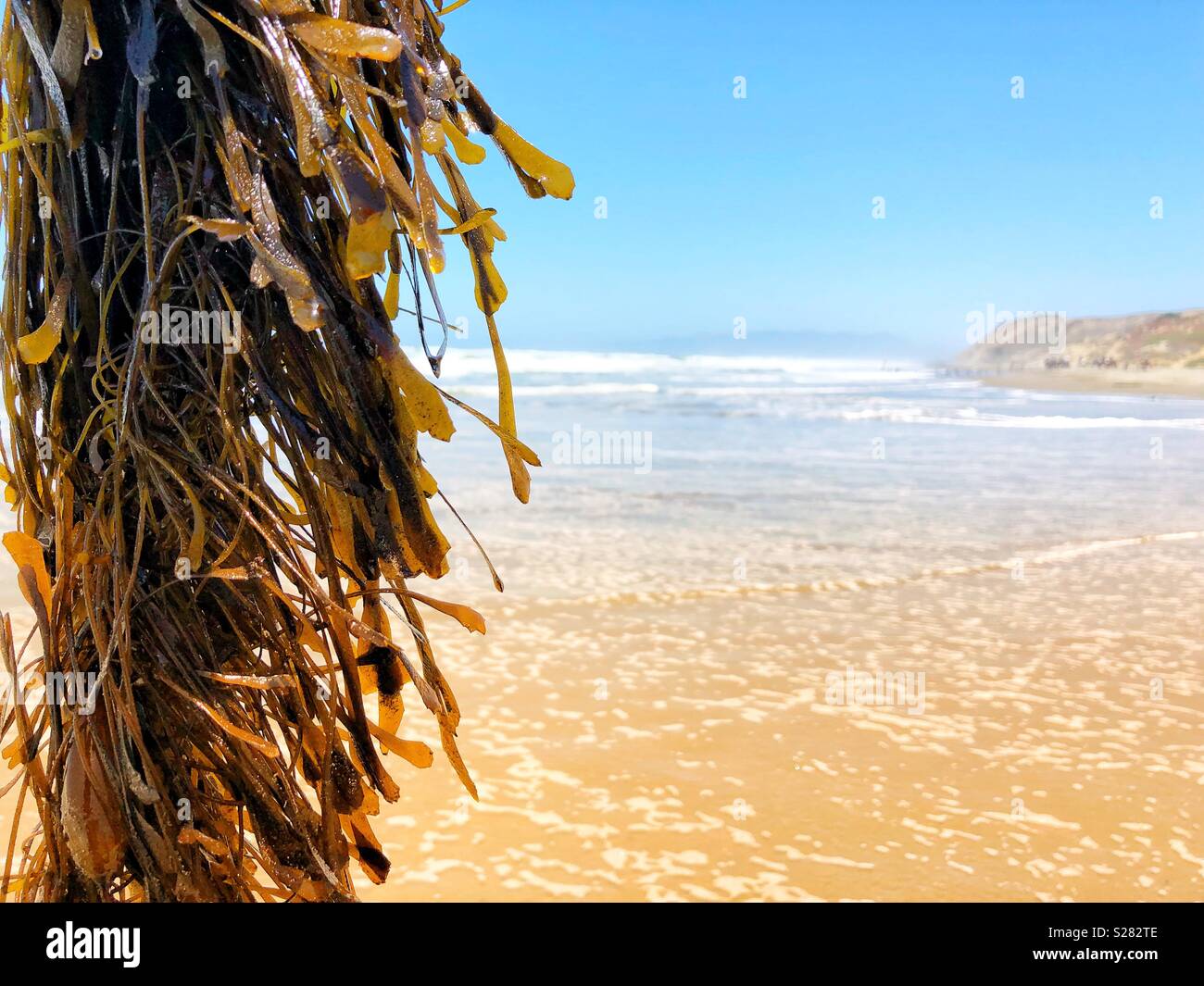 Fresh wet vibrant seaweed hanging in the Summer sun on a California ...
