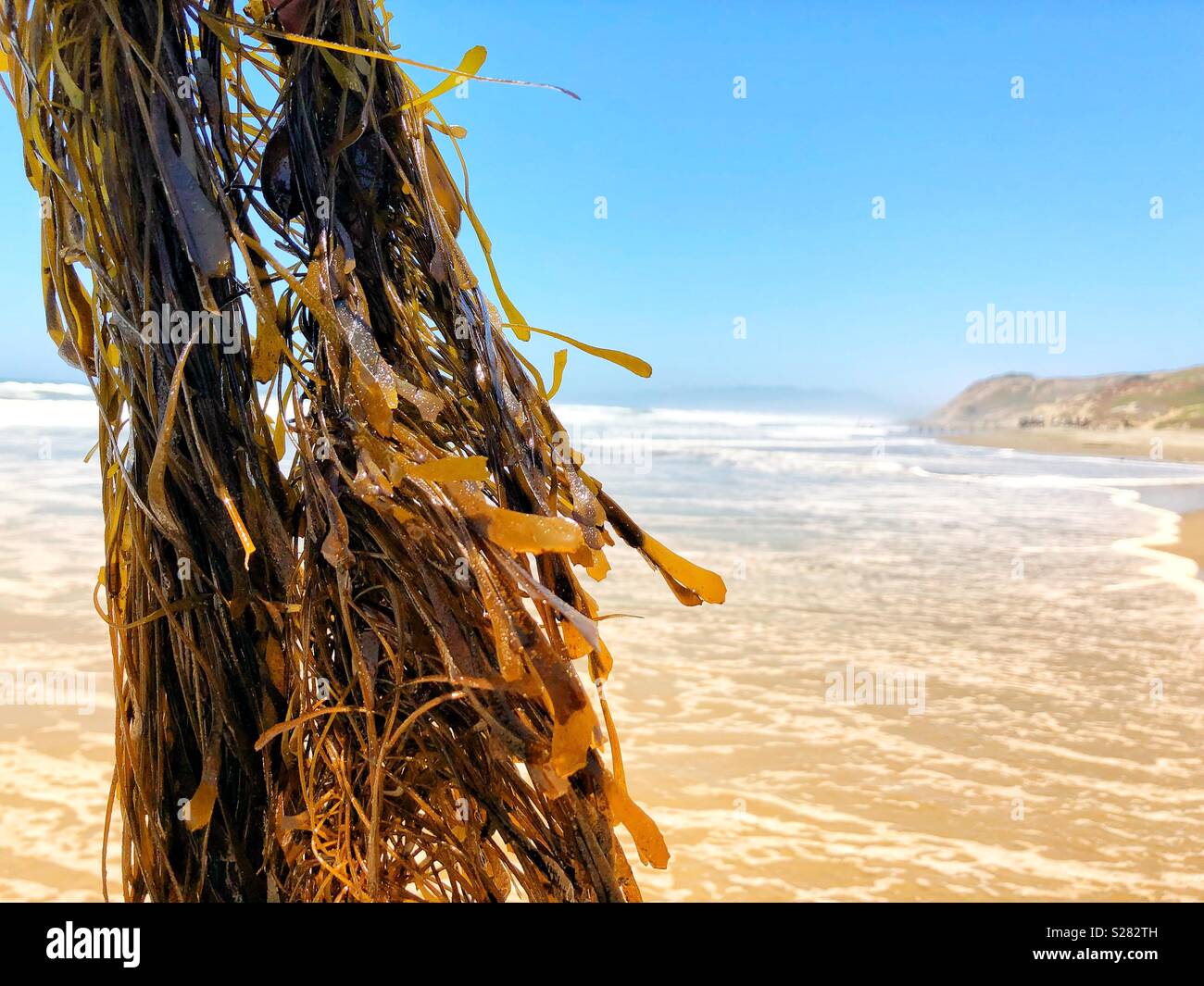 Fresh wet vibrant seaweed hanging over golden sand beach under the ...