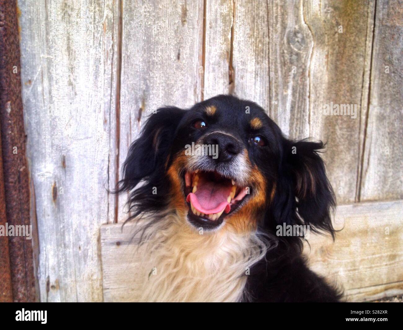 Dog with smile Stock Photo - Alamy