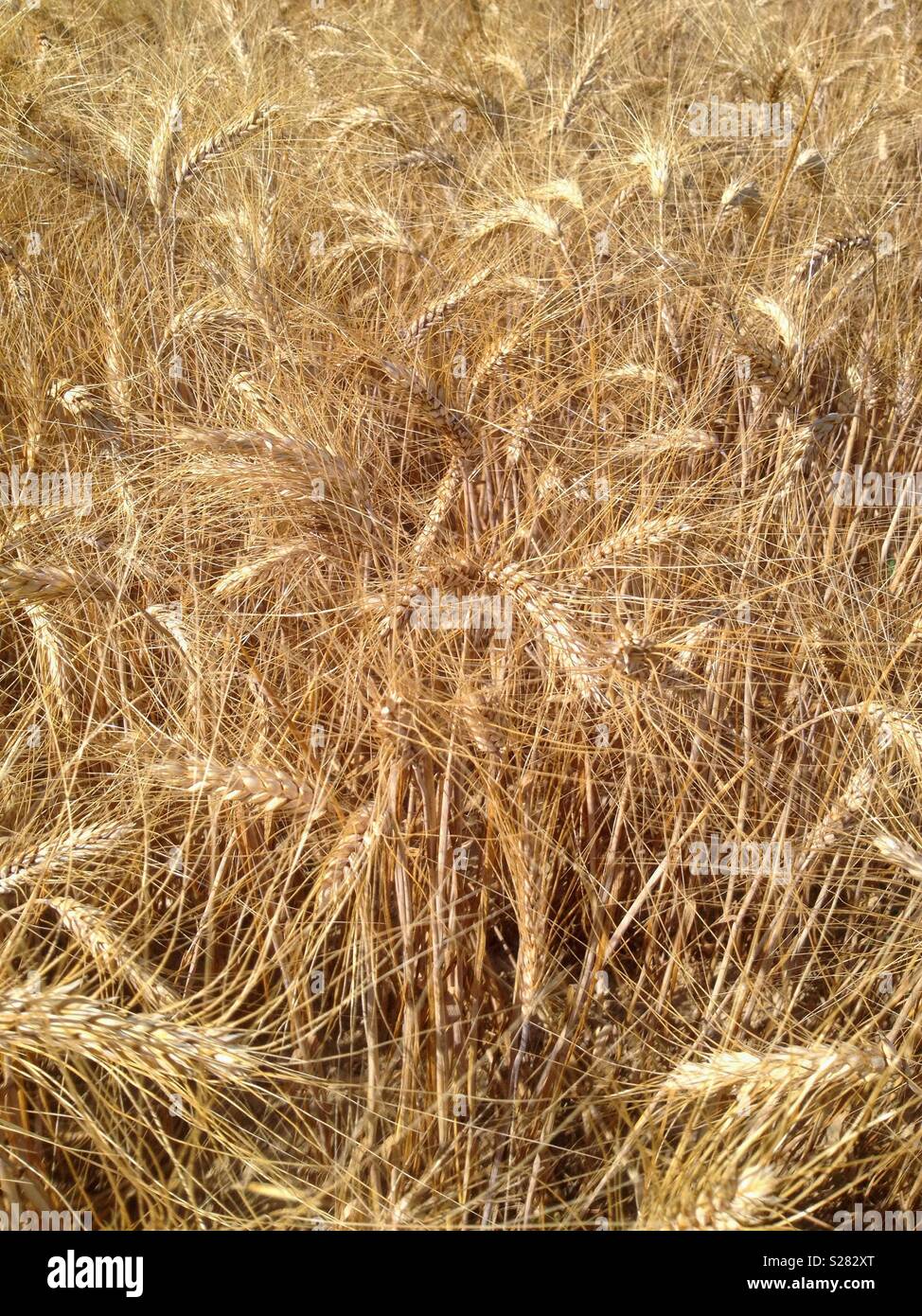 Durum corn hi-res stock photography and images - Alamy