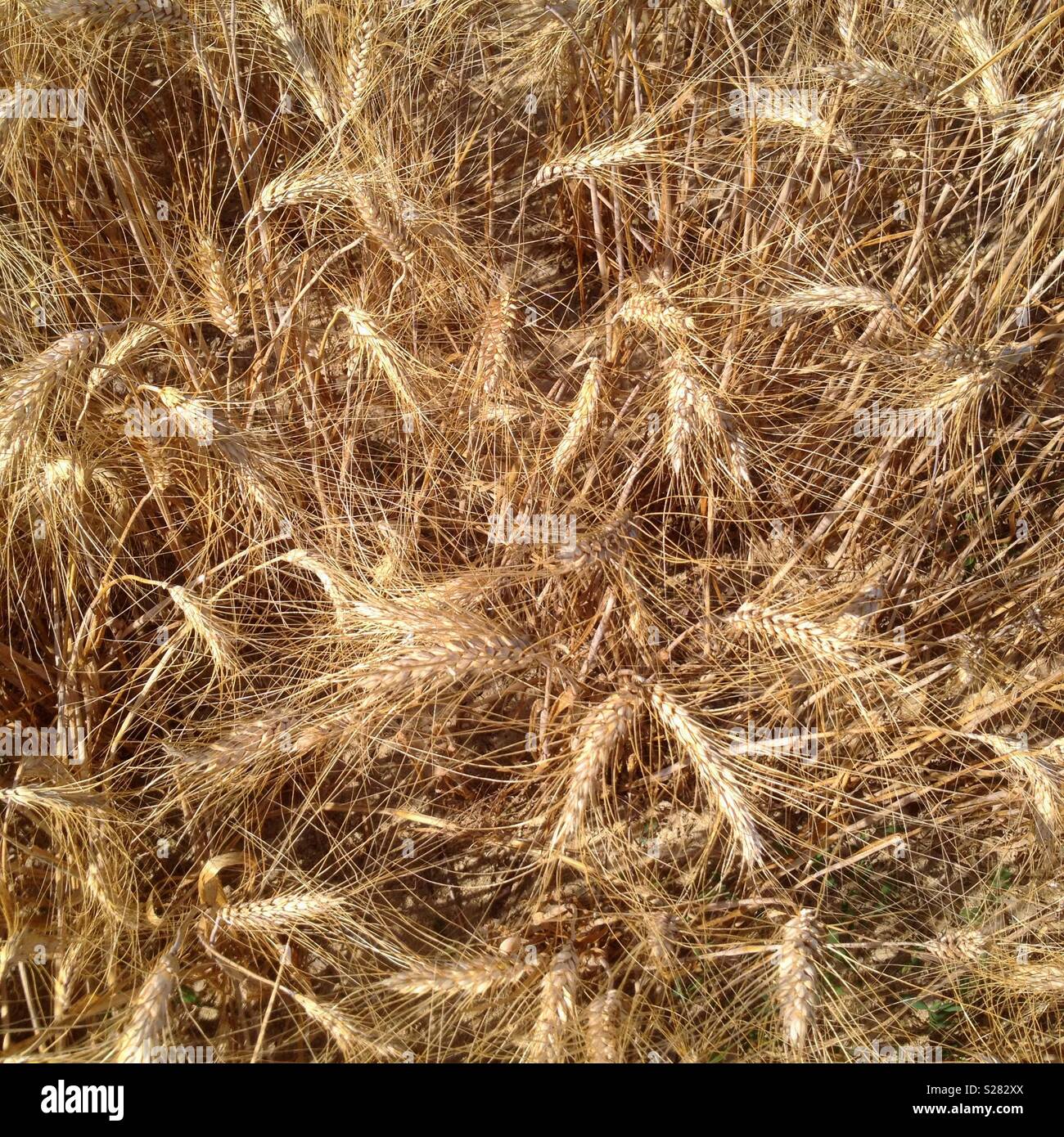 Durum corn hi-res stock photography and images - Alamy