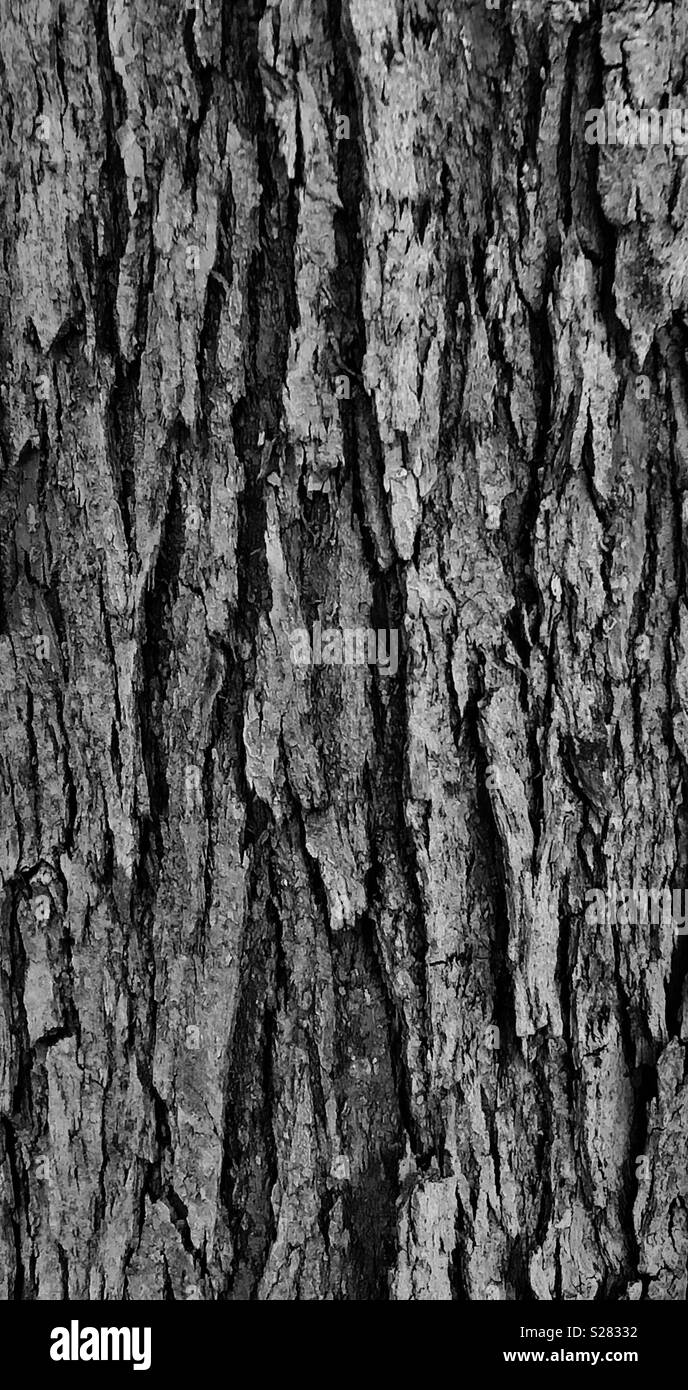 Seamless Pine Tree Bark Texture