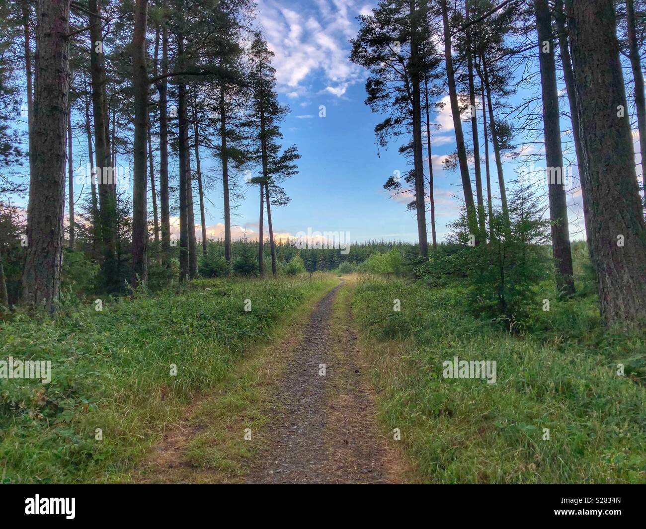 Forestry walk hi-res stock photography and images - Alamy
