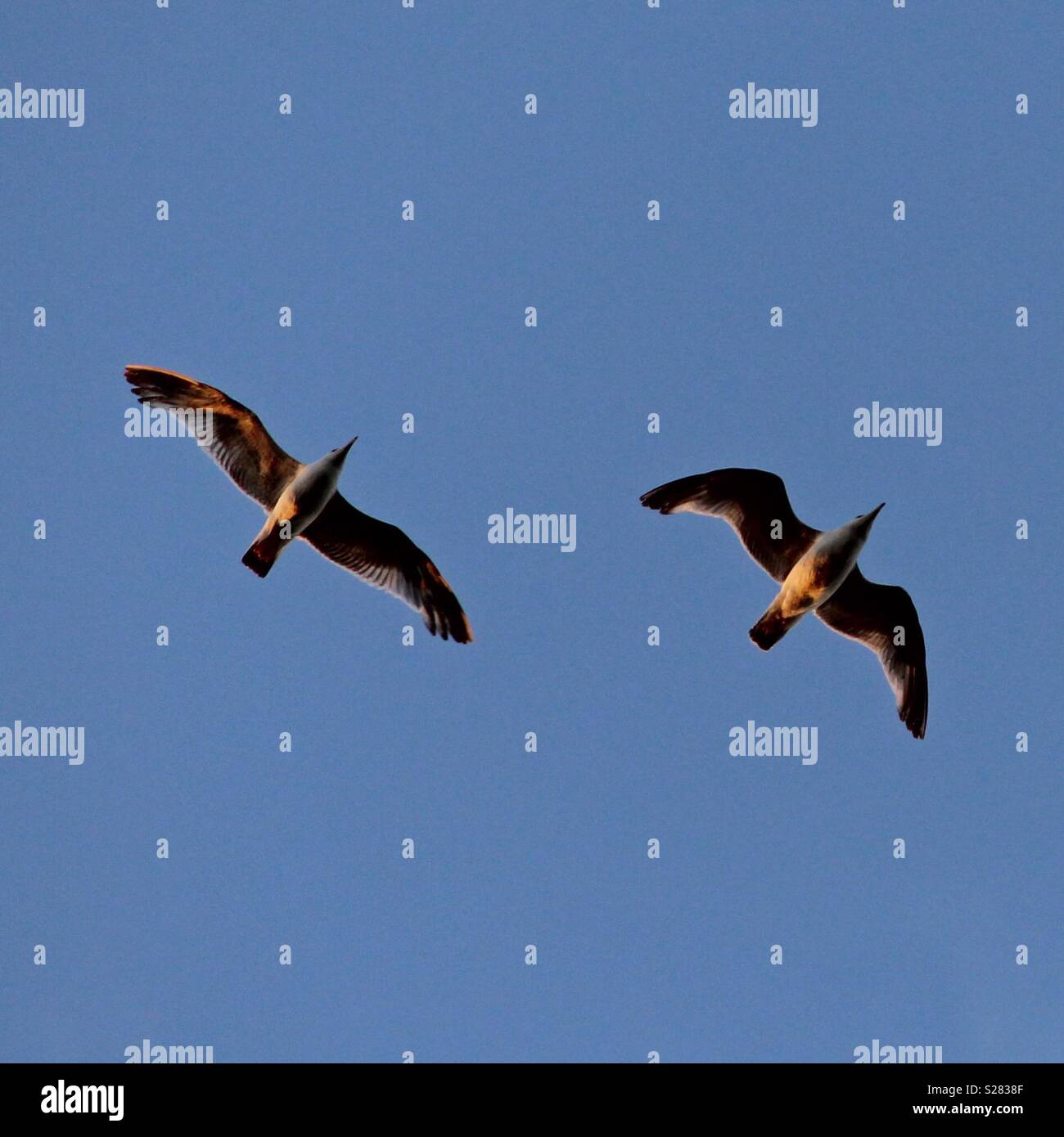Pair of flying wood pigeons Stock Photo - Alamy
