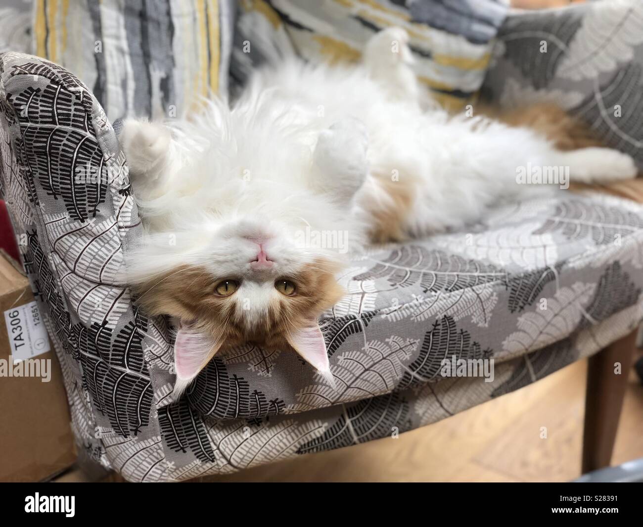 Funny cat hi-res stock photography and images - Alamy