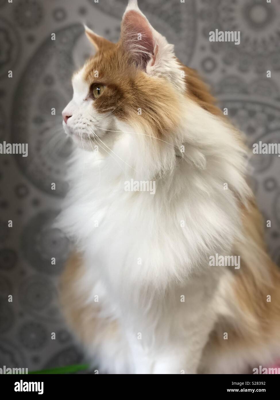 Paisley cat hi-res stock photography and images - Alamy
