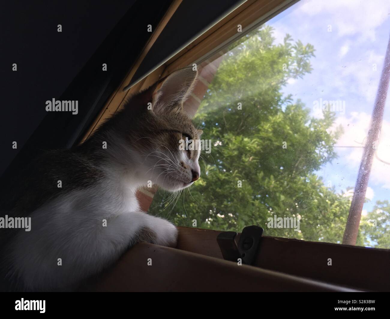 Gazing at nature hi-res stock photography and images - Alamy