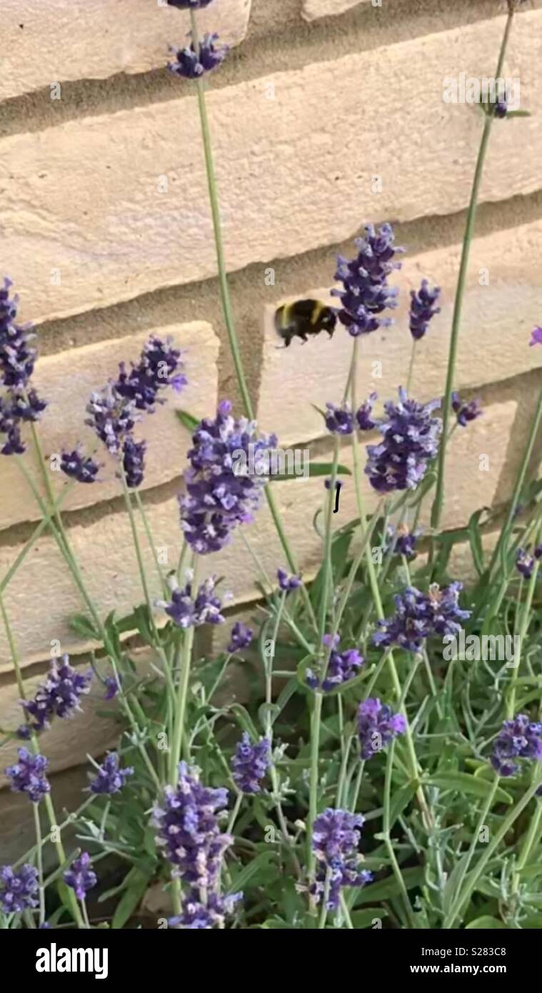 Bee feet hi-res stock photography and images - Alamy