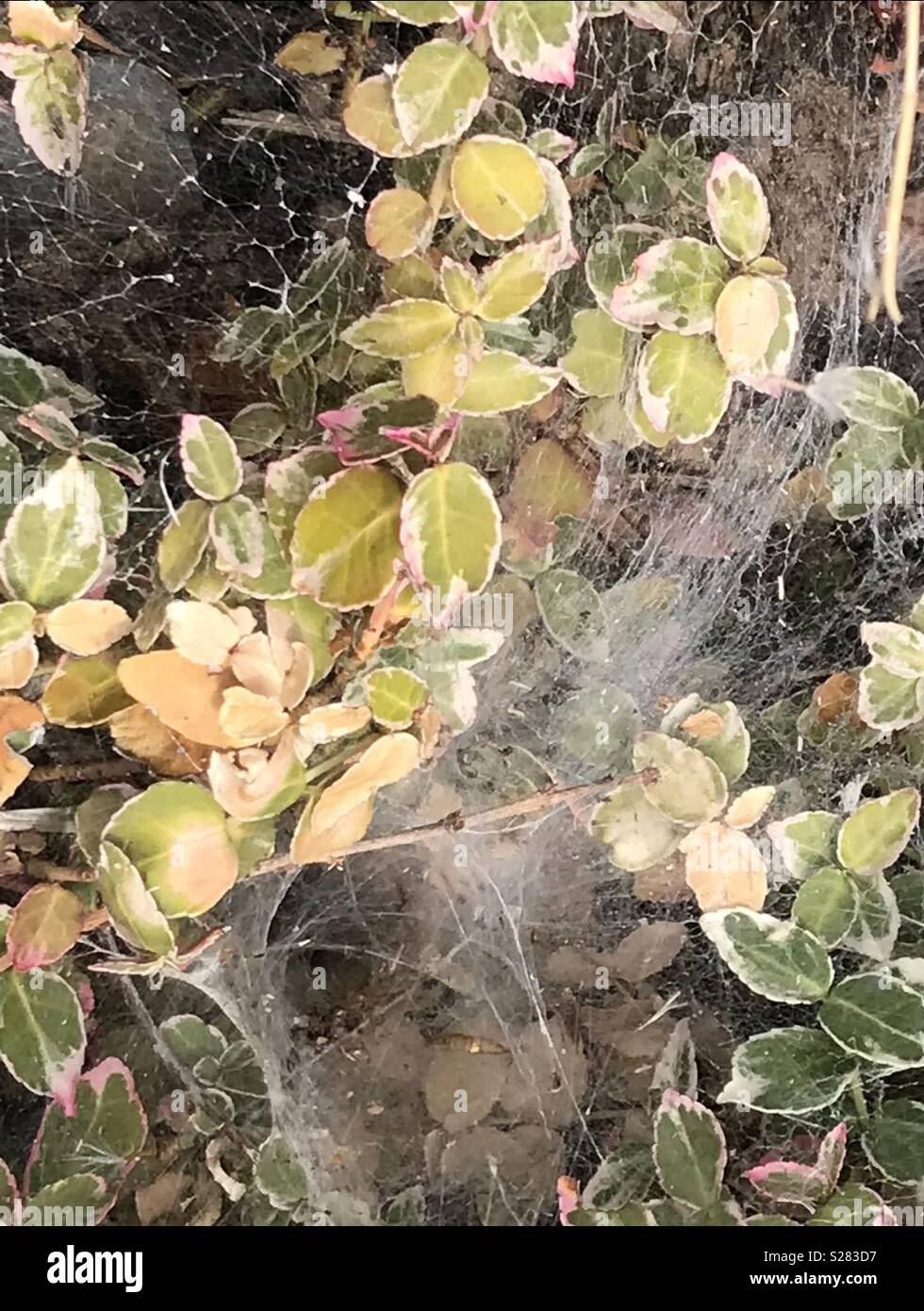 Spiders and flies hi-res stock photography and images - Alamy