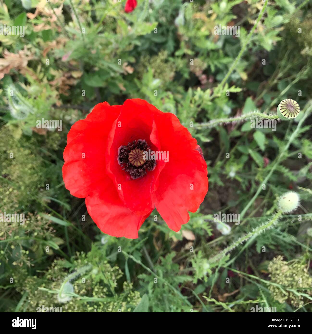 Wwi poppy field hi-res stock photography and images - Alamy