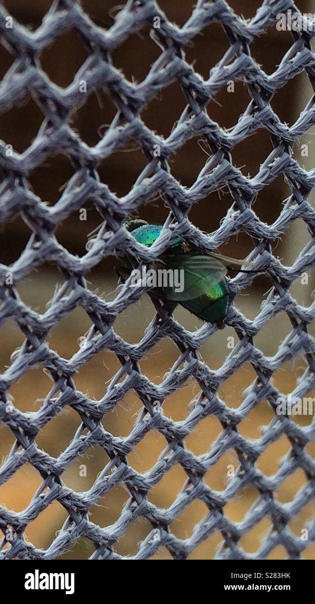Stuck in the net hi-res stock photography and images - Alamy