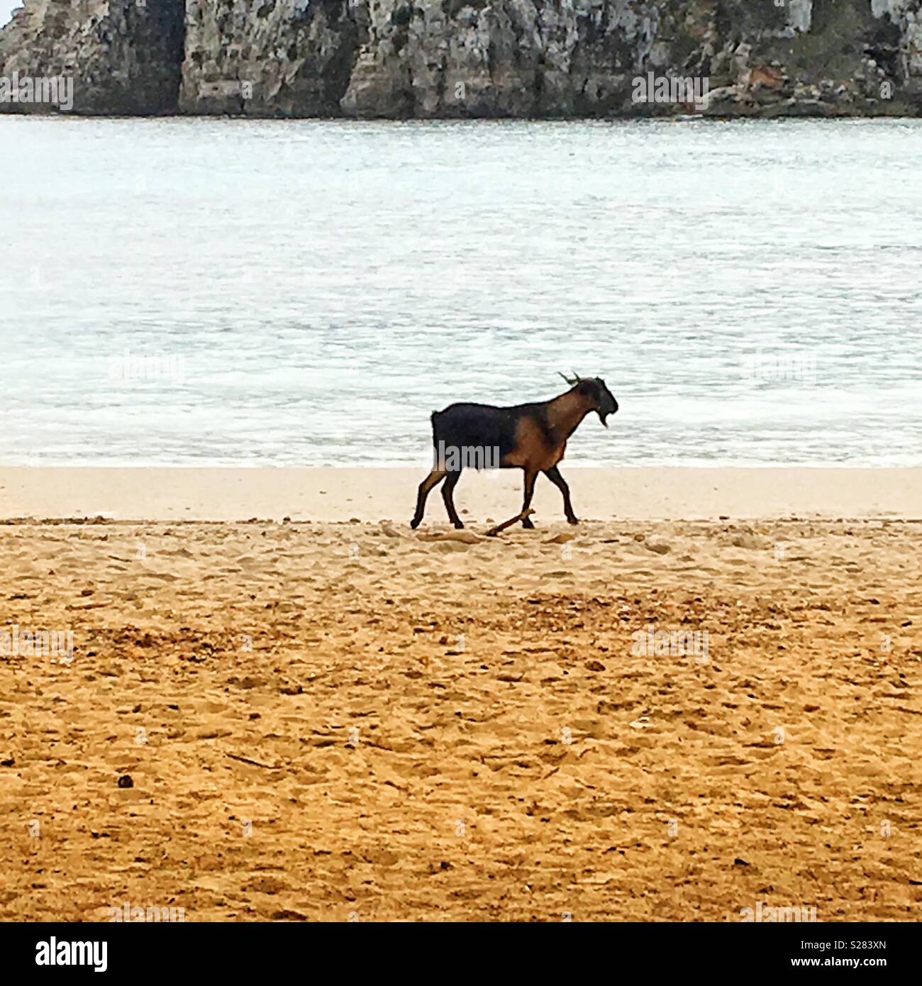 Goat on a beach in Menorca Stock Photo - Alamy