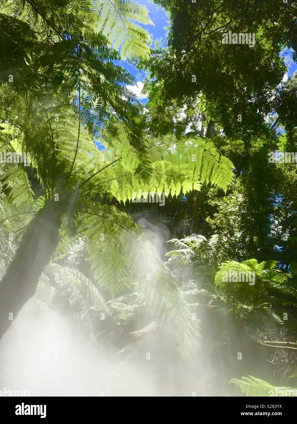 Rainforest with tree ferns hi-res stock photography and images - Alamy