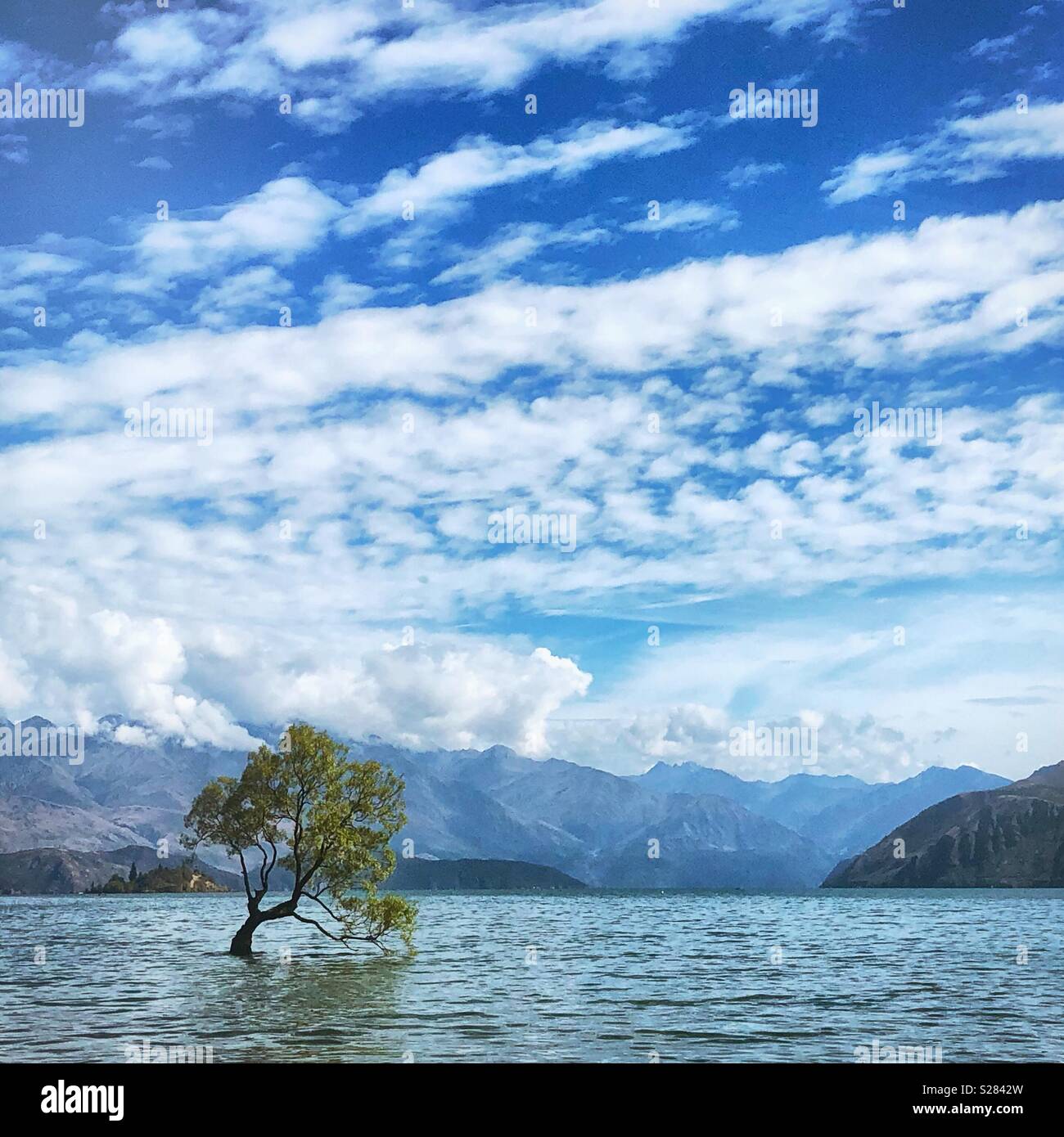 That Wanaka Tree Stock Photo - Alamy