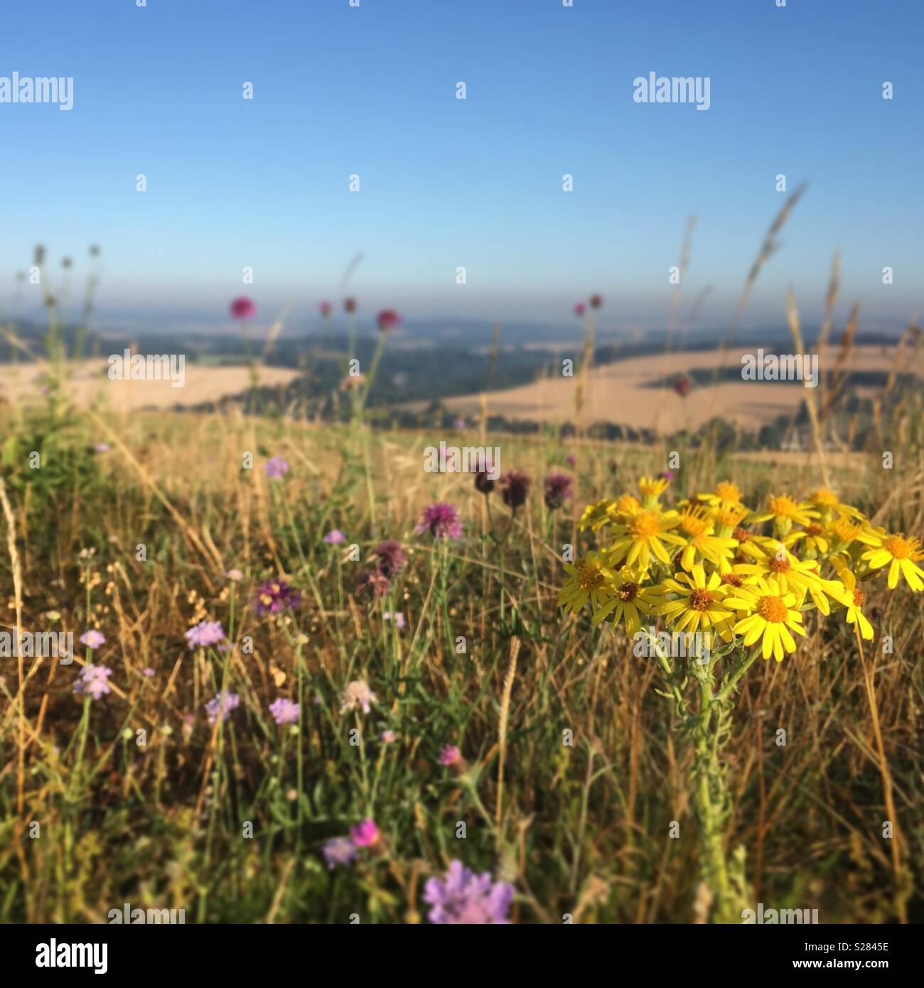 Wild flowers on Chiselbury Camp, an Iron Age hill fort on top of Fovant ...