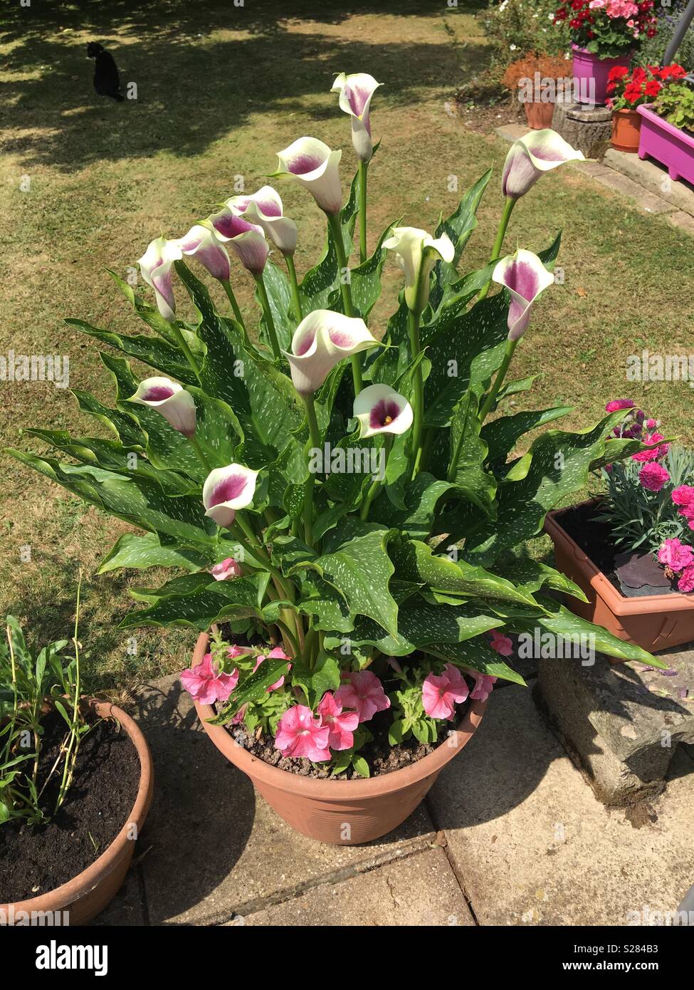 Calla lily picssso Stock Photo - Alamy