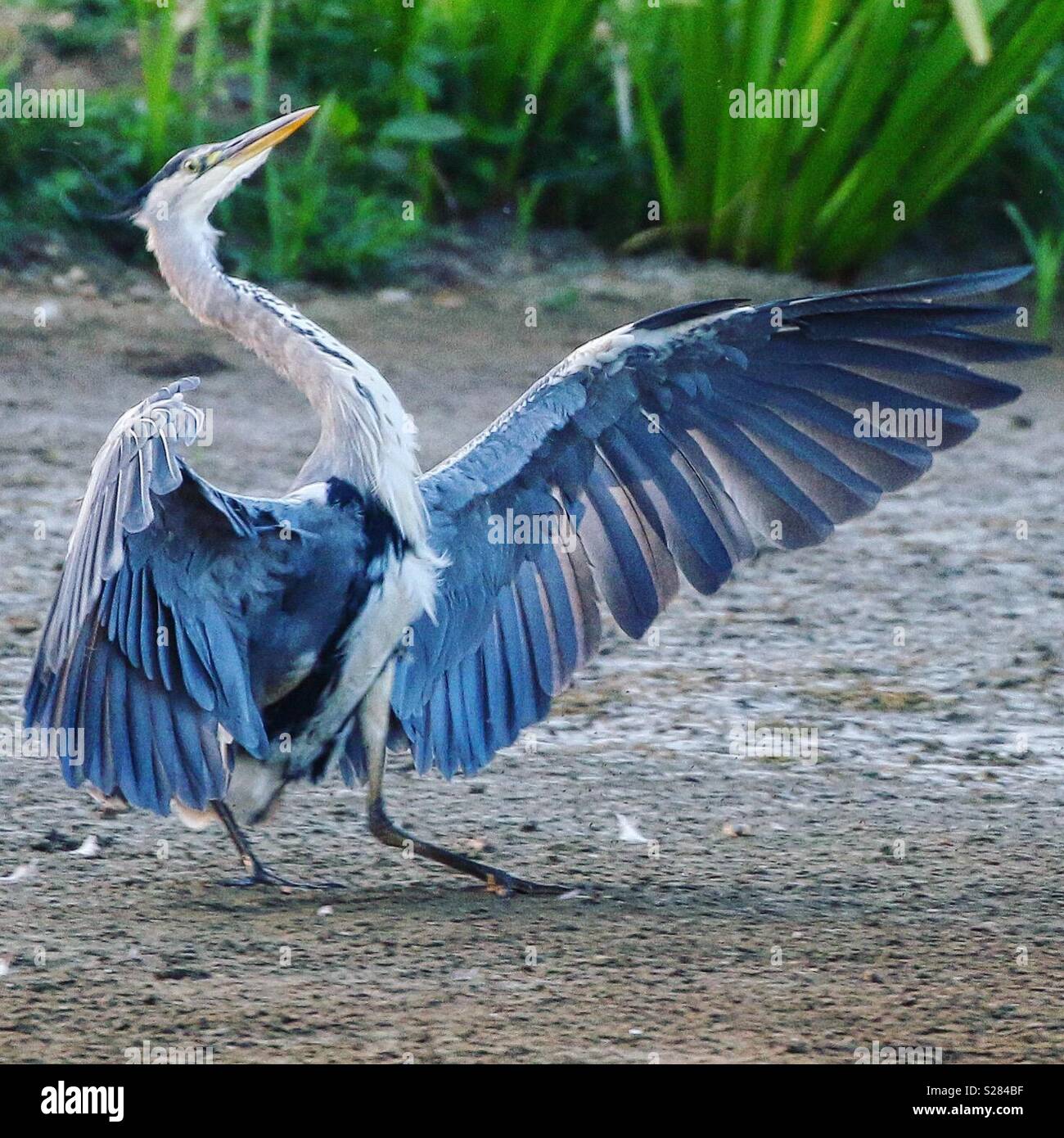 Shocked looking Grey Heron after landing Stock Photo - Alamy