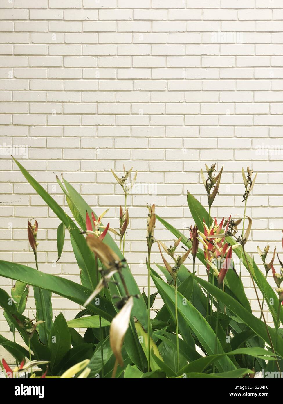 Portrait of beautiful plant in front of bricks wall - wallpaper and ...