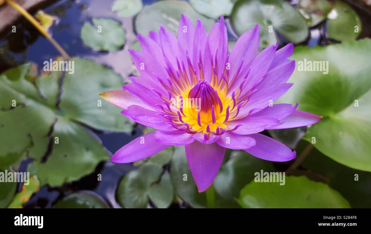 Closed up purple lotus flower Stock Photo - Alamy