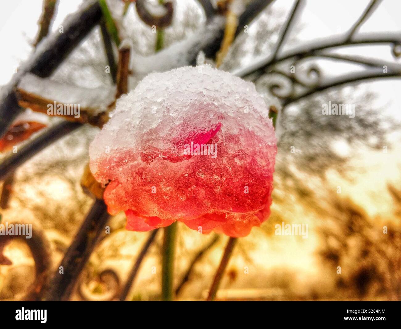 A rose covered in ice Stock Photo - Alamy
