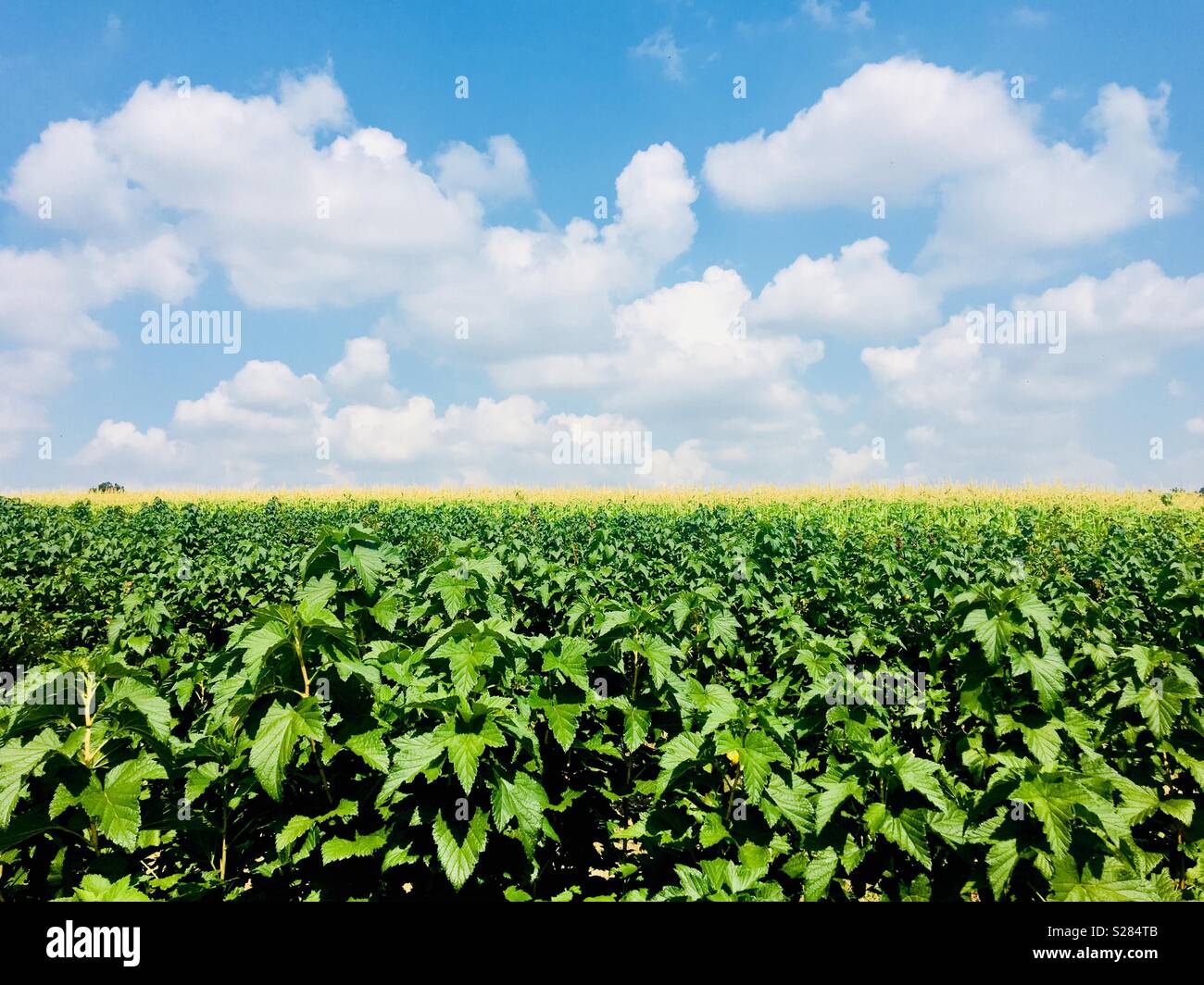 Countryside crops sunny hi-res stock photography and images - Alamy