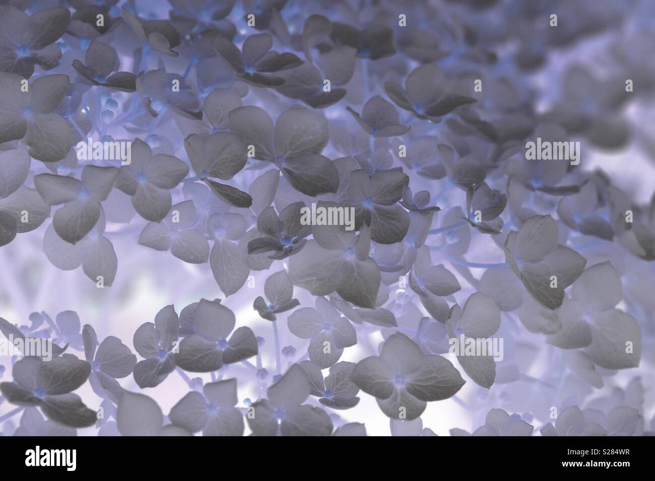 Inverted flower hi-res stock photography and images - Alamy