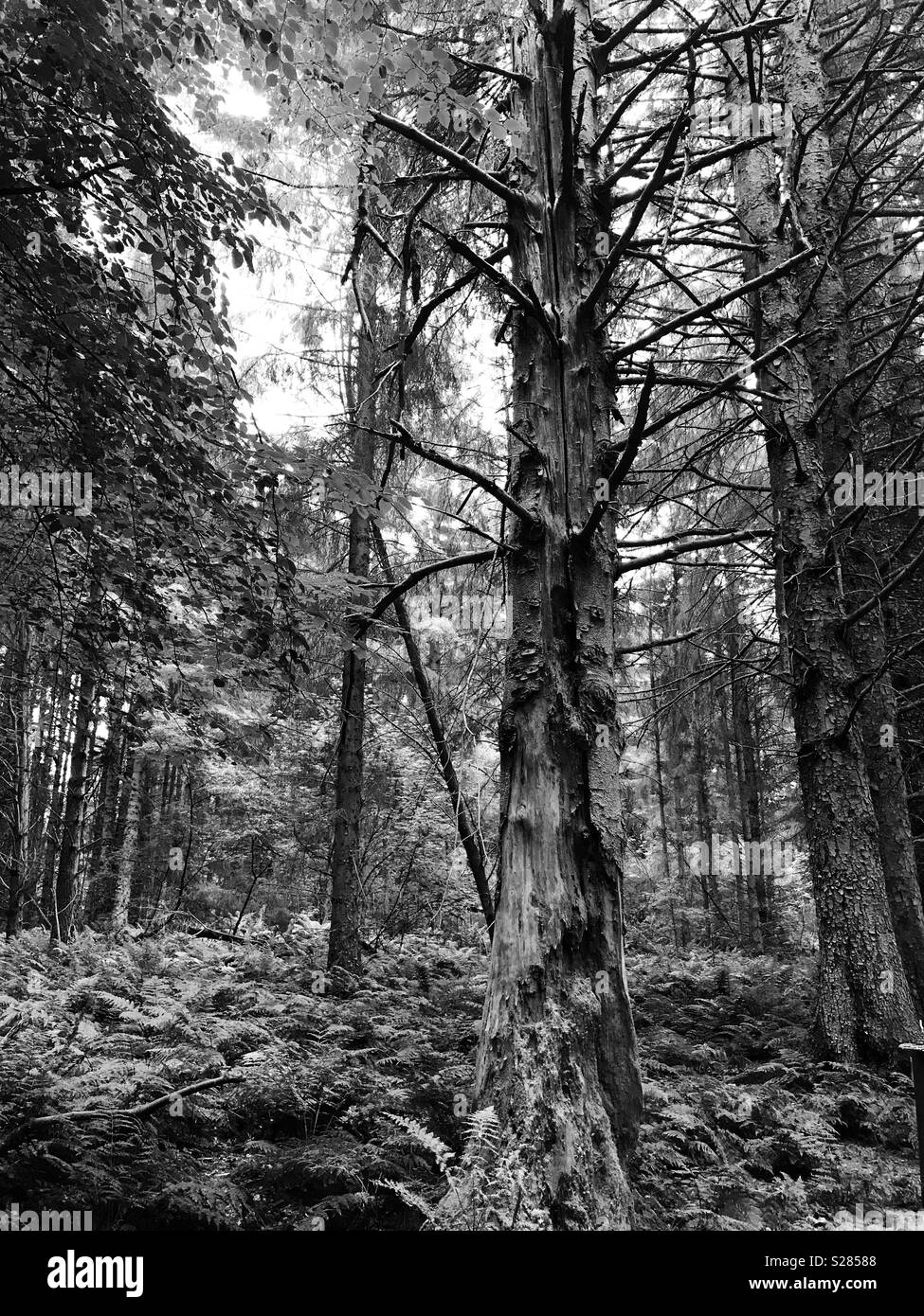 Tree black and white hi-res stock photography and images - Alamy