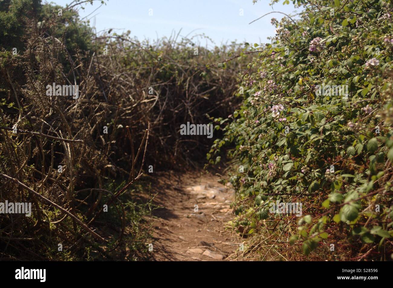 Enclosed pathway hi-res stock photography and images - Alamy